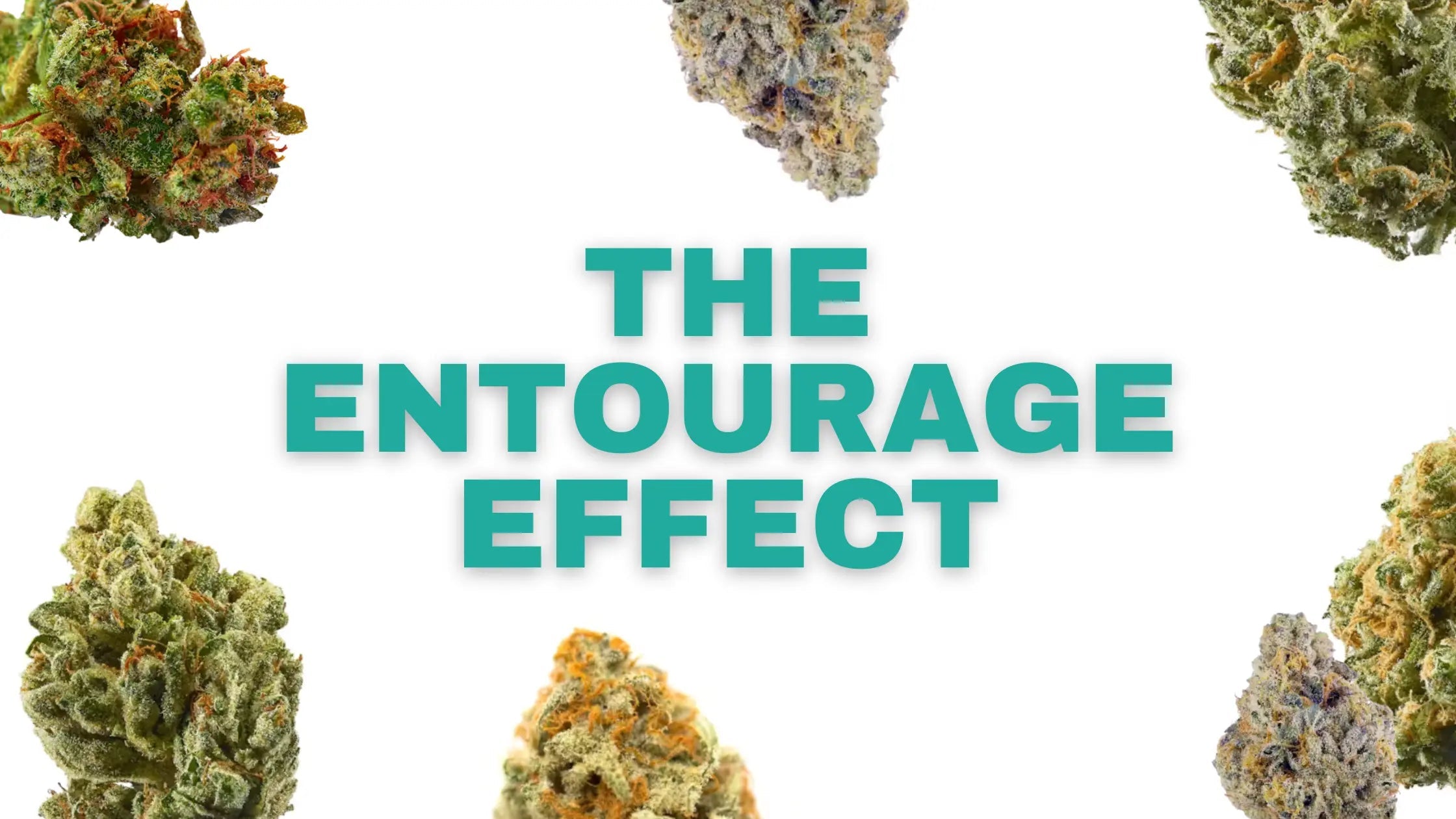 CBD + THC Entourage Effect: Enhanced Cannabis Benefits – CannaAid