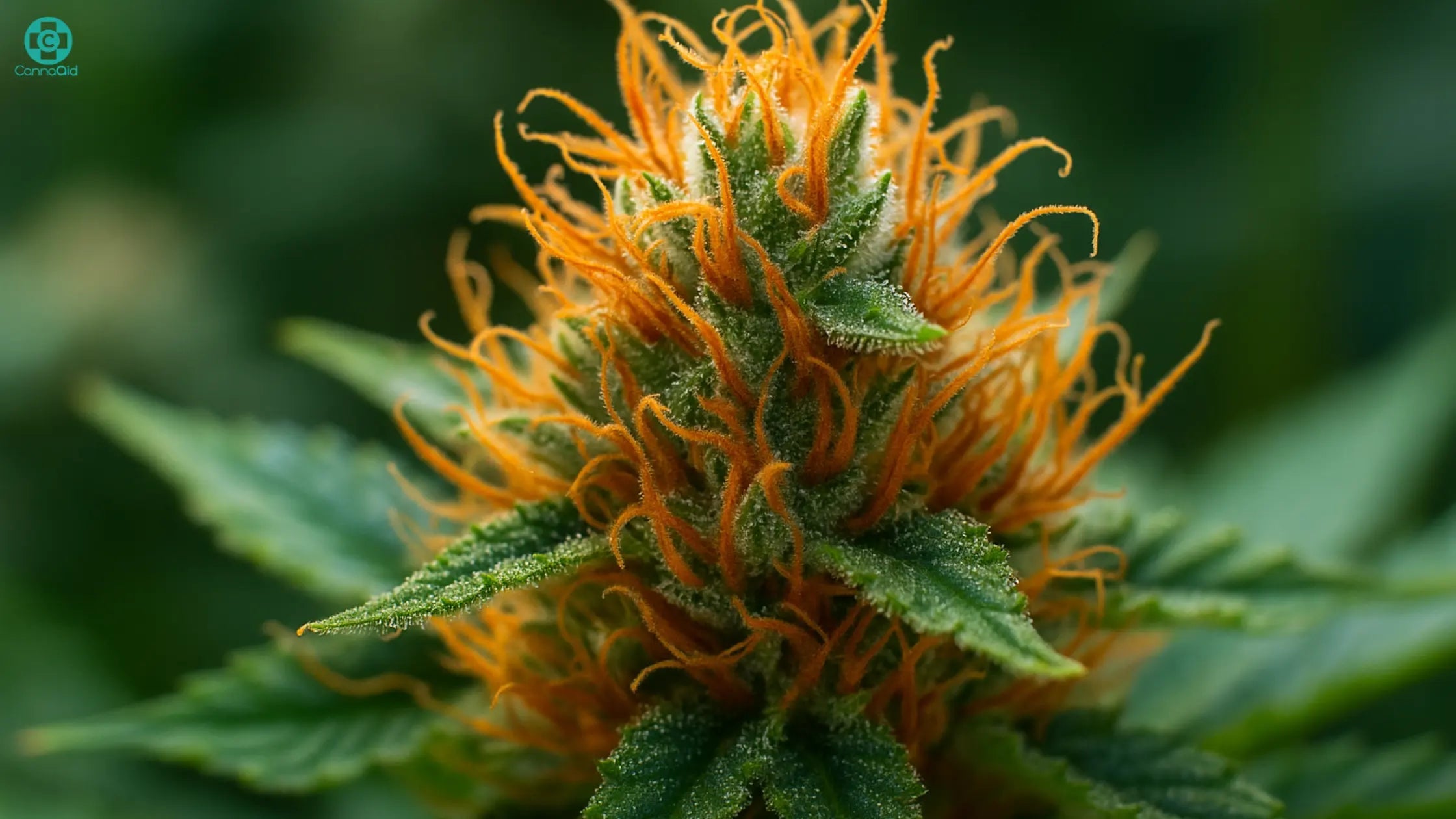 Orange Hairs on Weed: What They Mean for Potency – CannaAid